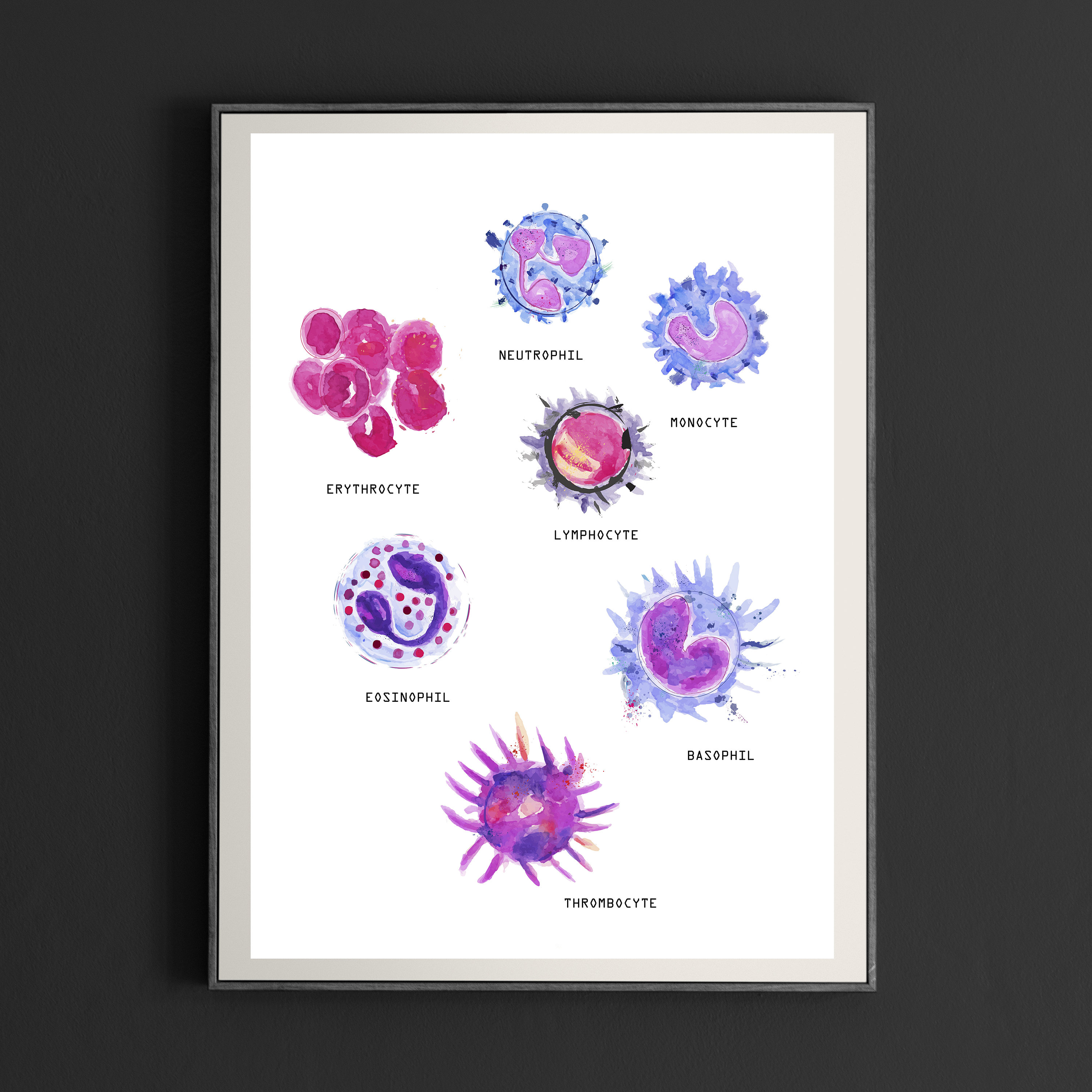 White Blood Cell Drawing - Etsy