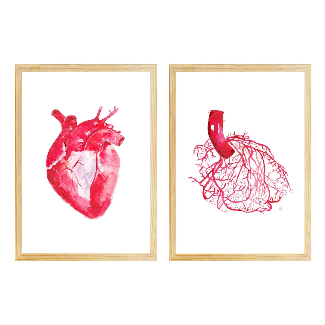 Heart Anatomy Coronary Angiogram Art, Cardiology Interventional ...