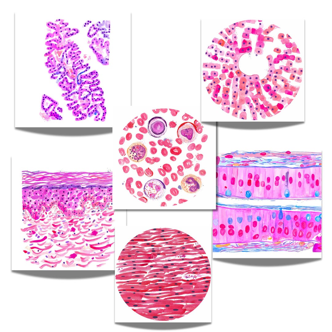 Histology Stickers, Set of 6, Pathology Stickers, Pathology Assistant ...