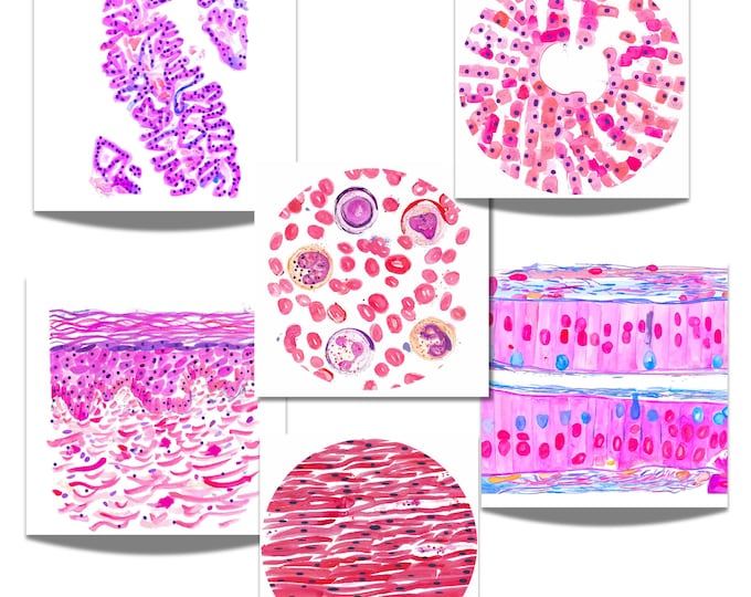 Histology Stickers, Set of 6, Pathology Stickers, Pathology Assistant ...