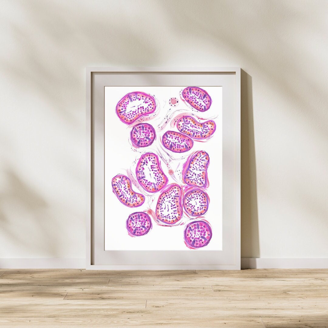 Testicle Histology Watercolor Art Print for Pathology and Urology ...