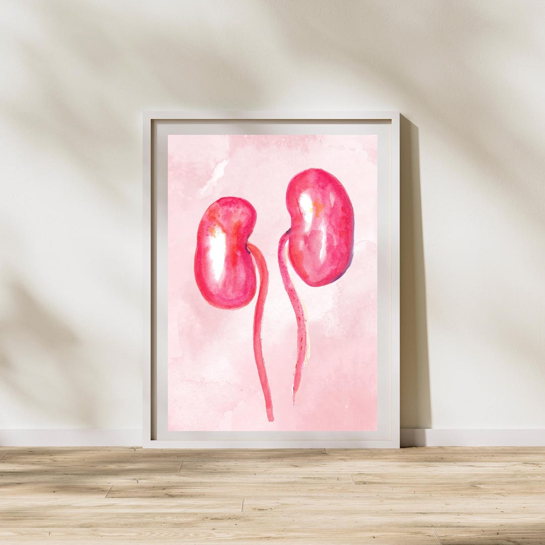 Kidney Anatomy Art, Kidney Gift, Nephrology Gift, Urology Art, Dialysis ...