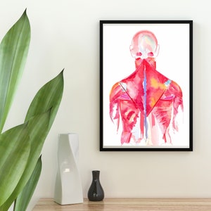 Muscle Anatomy Art, Torso Art, Physical Therapy Art, Chiropractic Art ...