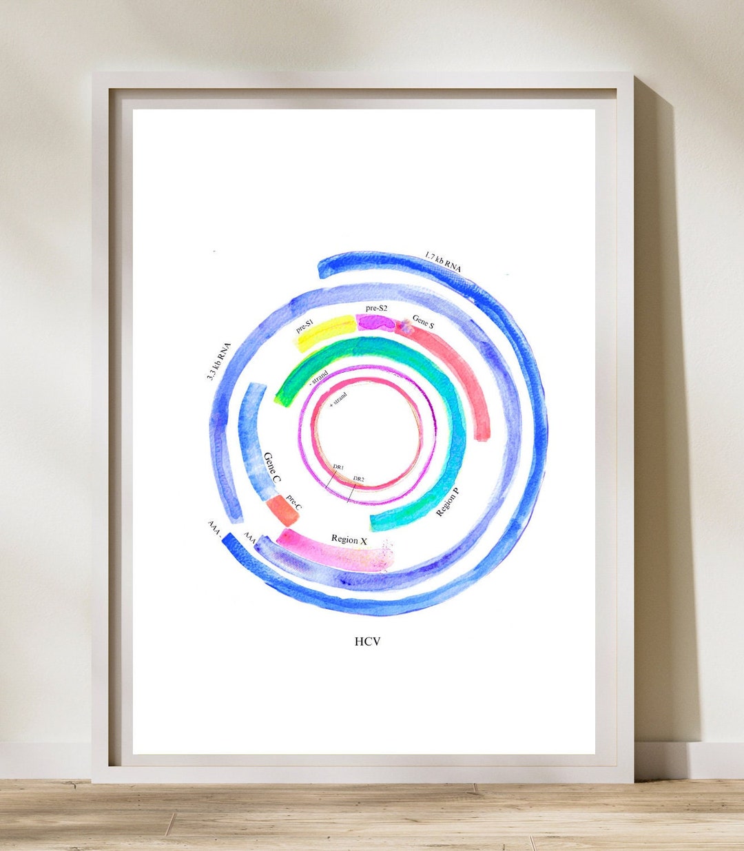 HCV Art, Hepatitis C Virus Genome, Microbiology Art, Virology Art ...
