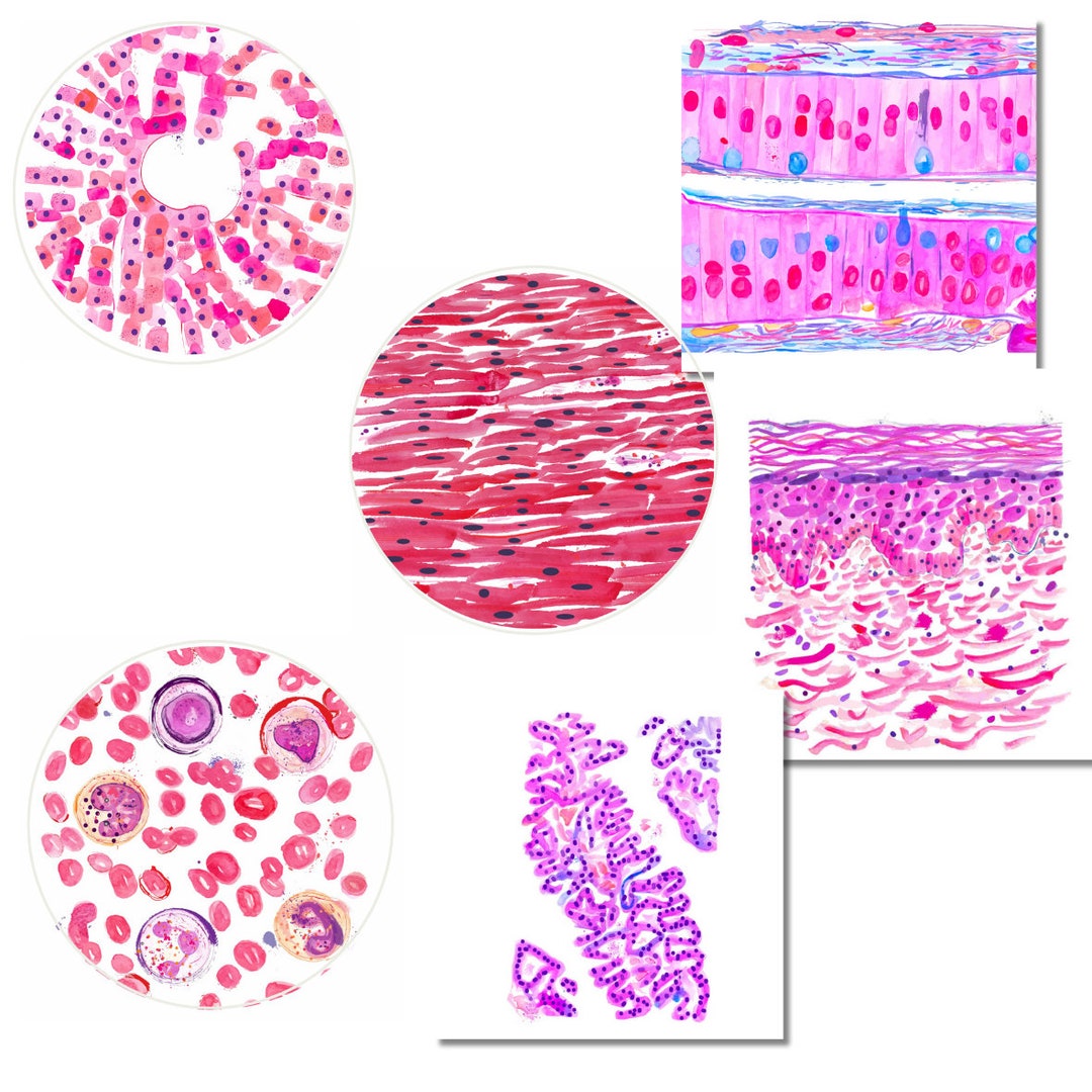 Histology Stickers, Set of 6, Pathology Stickers, Pathology Assistant ...