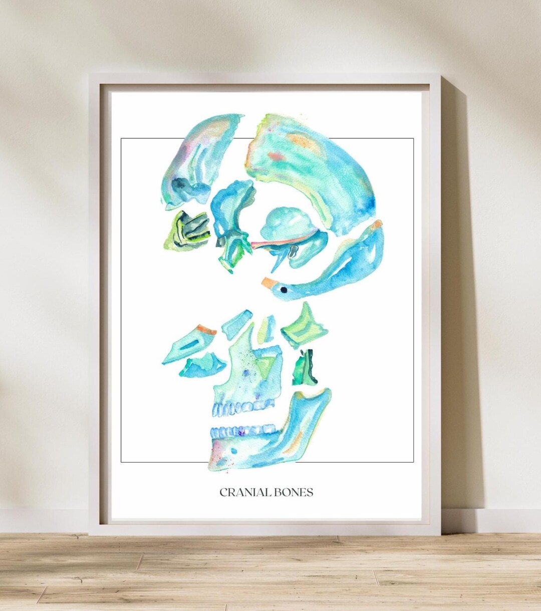 Skull Anatomy, Cranial Bones, Bones Anatomy Art, Cranium Anatomy ...