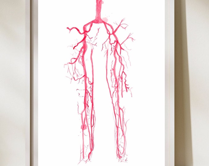 Angiogram Print Deep Femoral Artery Watercolor Profunda Femoris ...