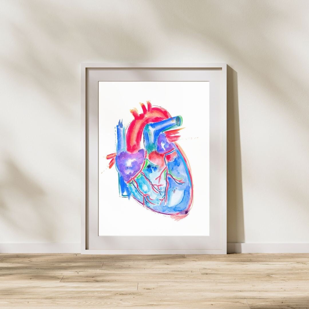 Anatomical Heart Artwork, Anatomy Heart, Heart Anatomy Art, Human Heart ...