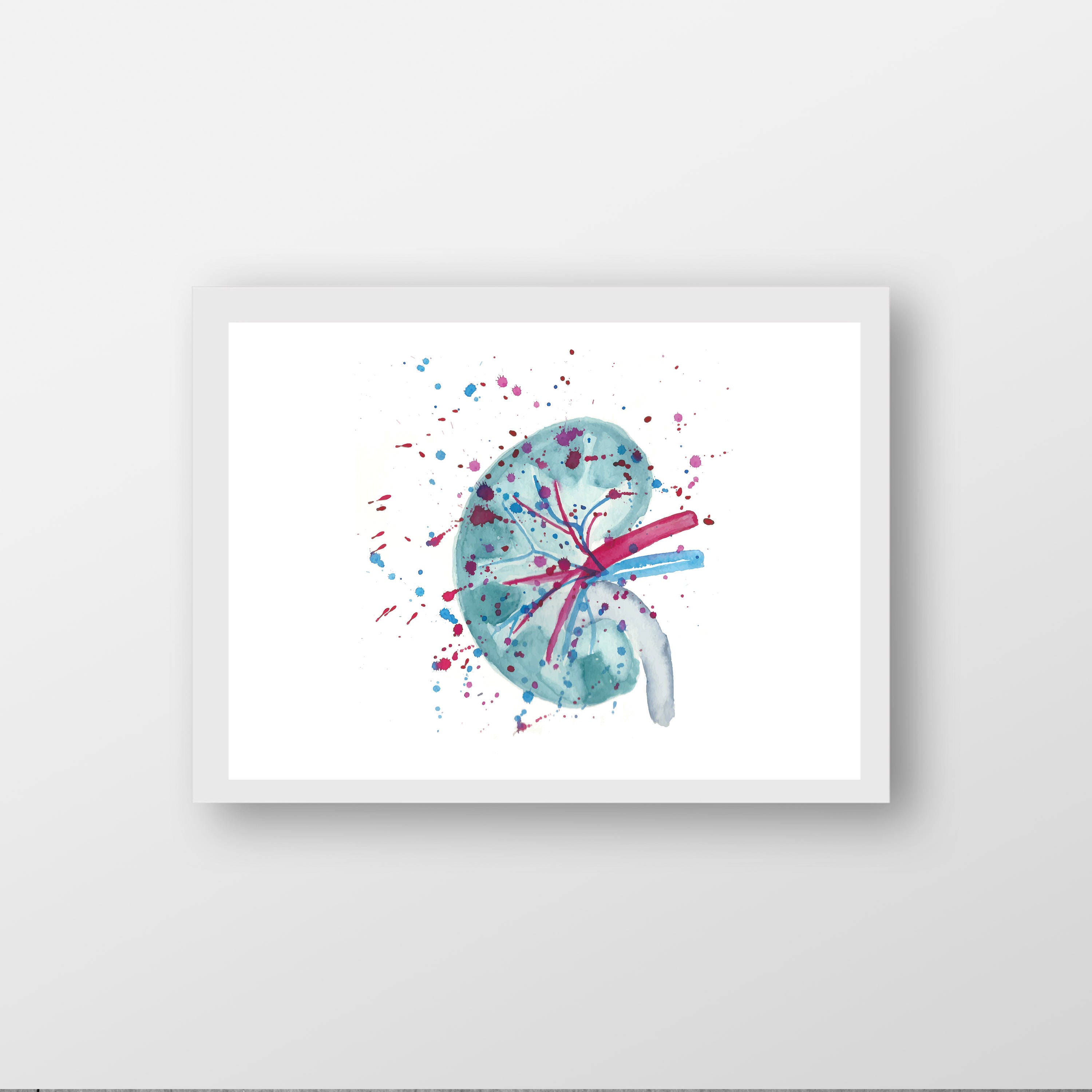 Kidney Art Print Kidney Medical Art Print Anatomical Art | Etsy