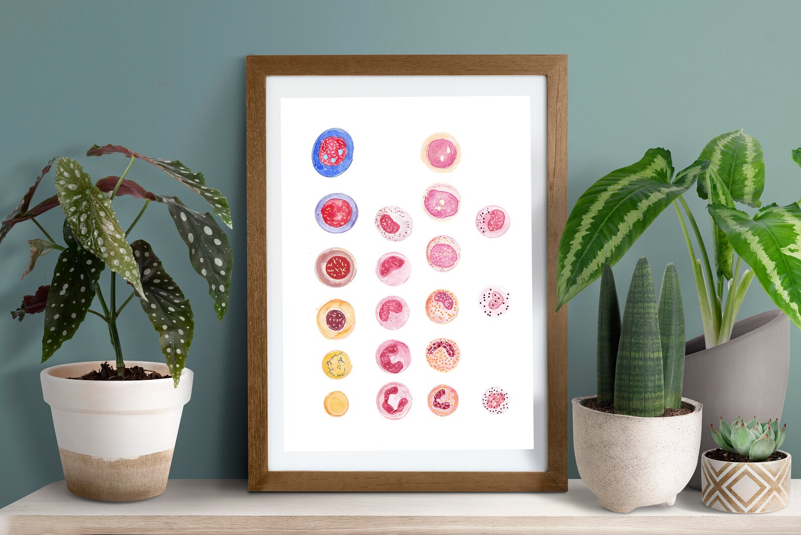 Blood Cell Art Hematology Art Erythrocytes Granulocytes - Etsy
