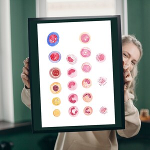Blood Cell Art, Hematology Art, Erythrocytes, Granulocytes, Medical ...