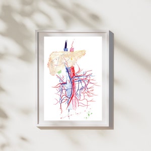 General Surgery Art, Vascular Surgery Art, Abdominal Arteries Anatomy ...