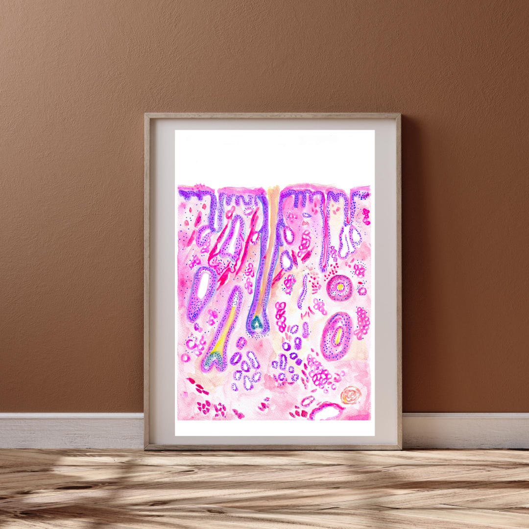 Skin Hair Follicle Sebaceous Glands Histology Art, Pathology Assistant ...