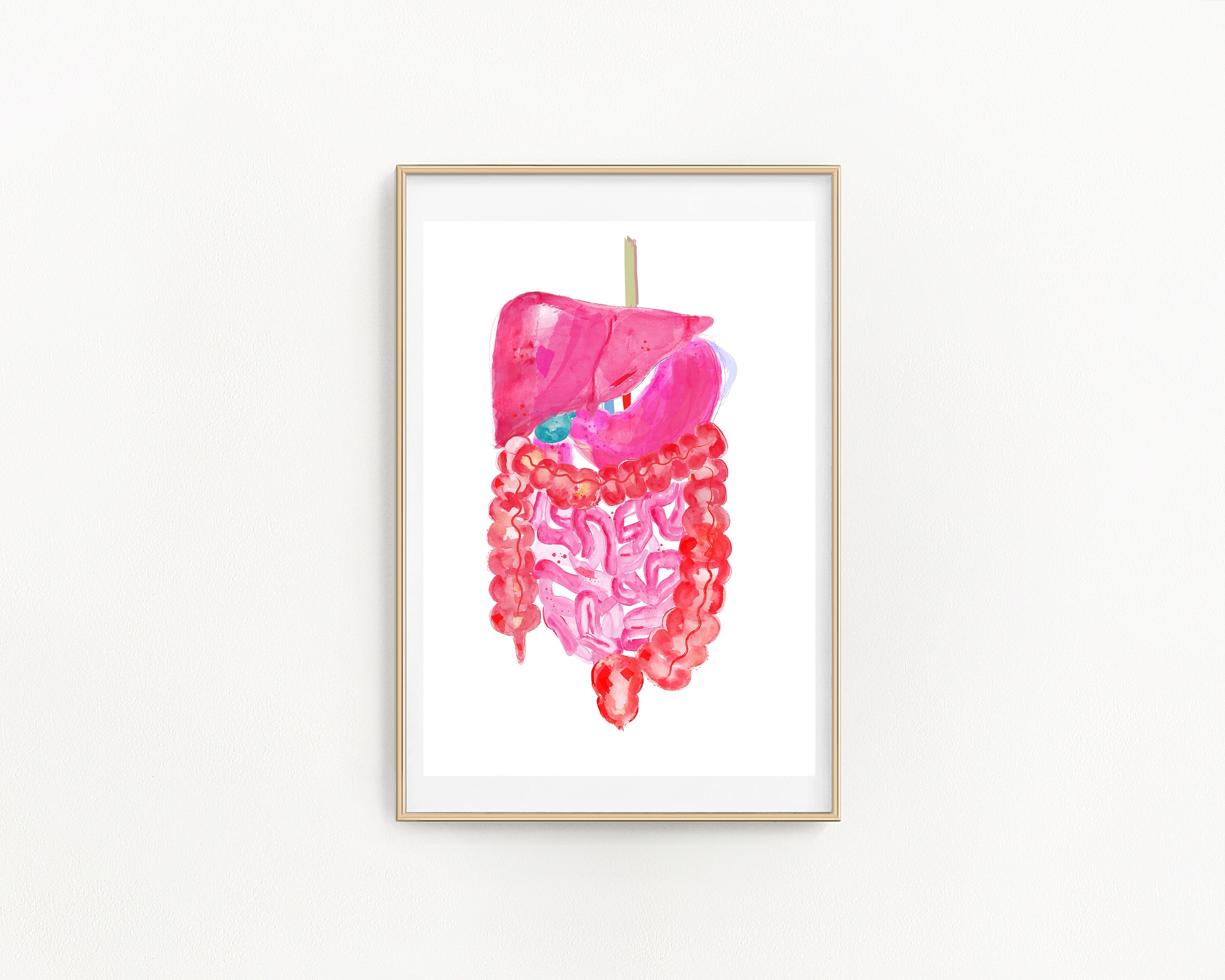 Abdominal Anatomy Gastrointestinal Art Gastroenterology Art - Etsy