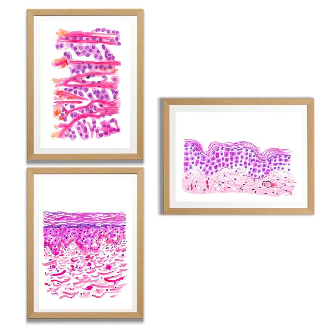 Skin, Dermatology Office Art, Histology Art, Histopathology Print, Gift ...