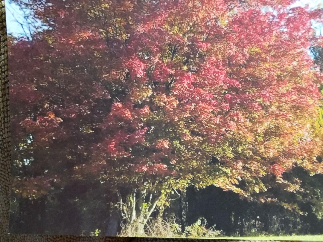My Favorite Tree (print of Photograph) - Etsy