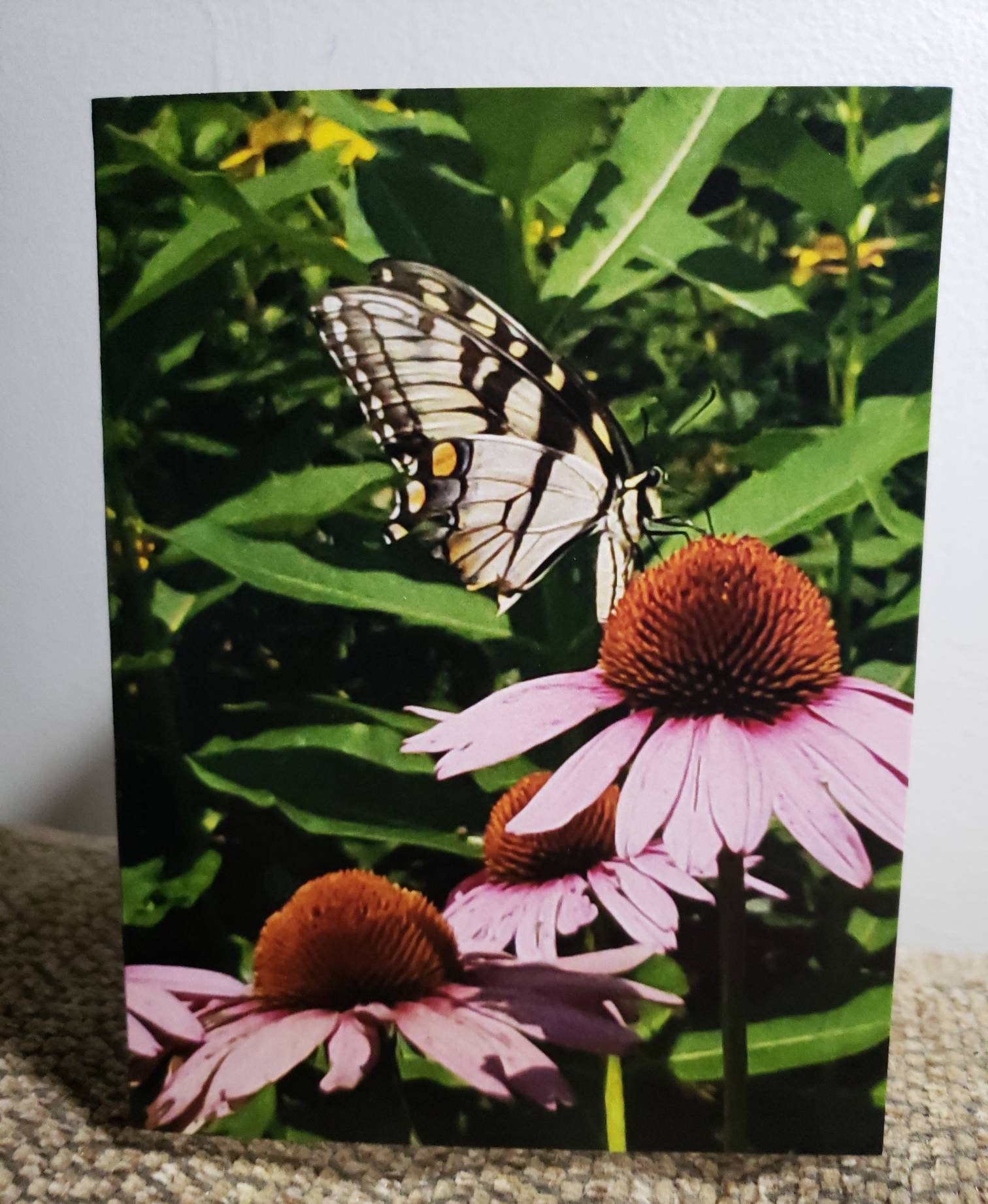 Assorted BUTTERFLY Note Cards boxed Set of 10 Blank Note - Etsy