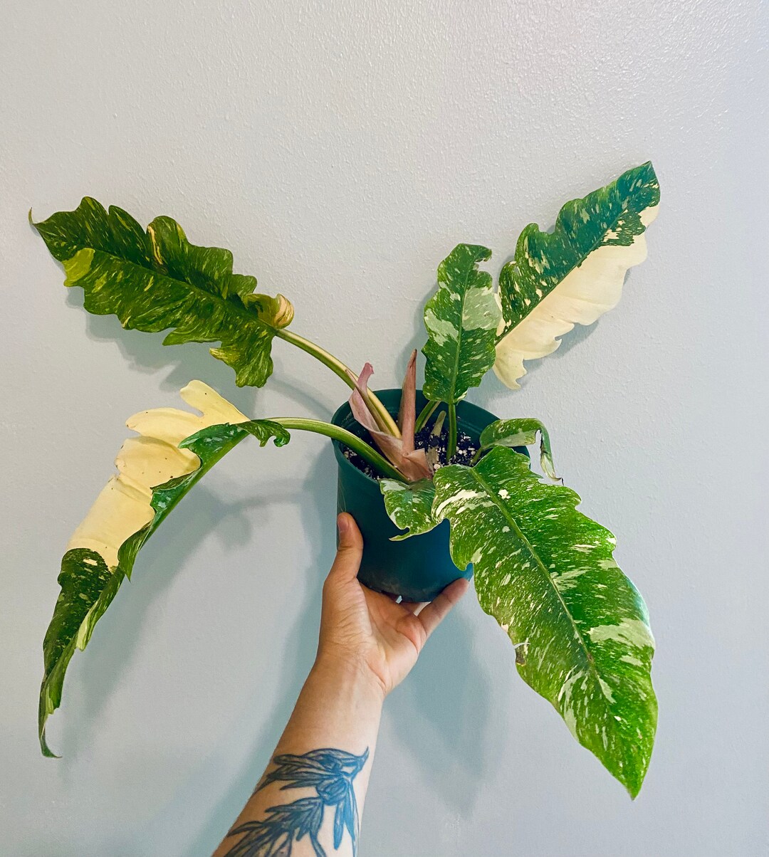 Highly Variegated Ring of Fire Philodendron Plant A Huge - Etsy