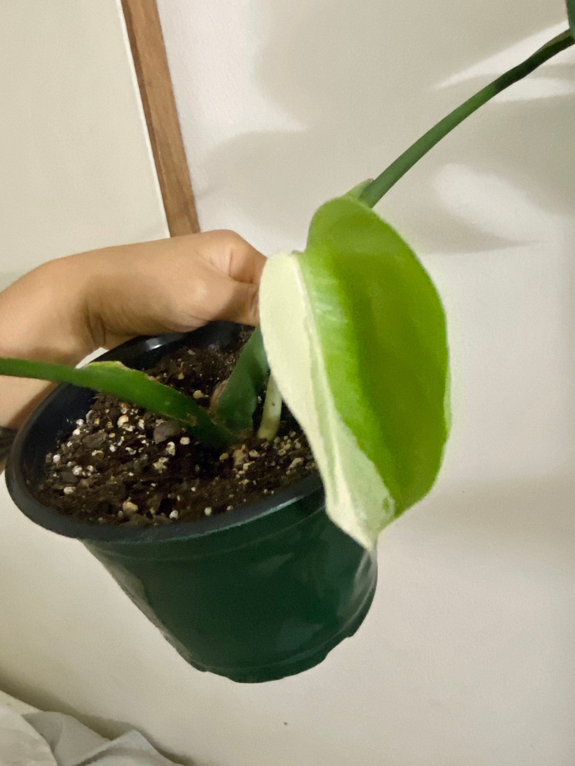 Half Moon Large Form Monstera Sport Albo Baby Offshoot will - Etsy