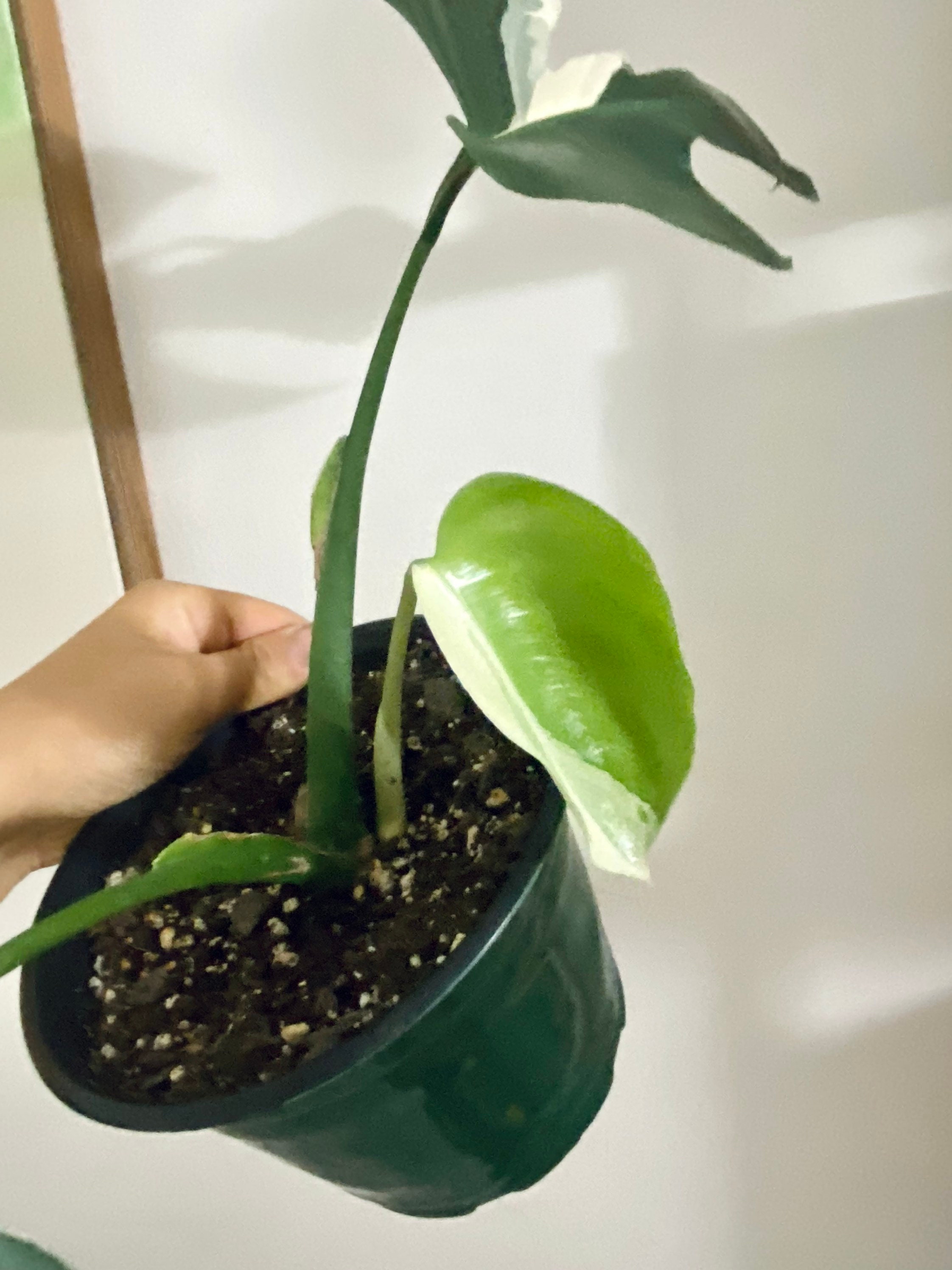 Half Moon Large Form Monstera Sport Albo Baby Offshoot will - Etsy