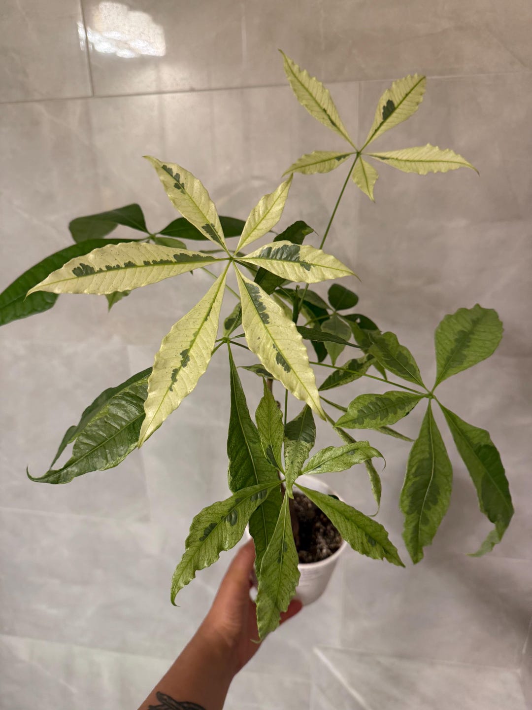 Very Rare Sport Variegated Pachira Aquatica - Aurea/mint(money Tree) Plant A - Gift - Etsy