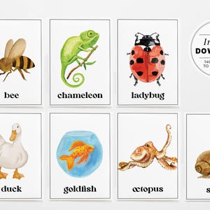 140+ Animal Flash Cards, Montessori Flash Cards, Watercolor Animal ...