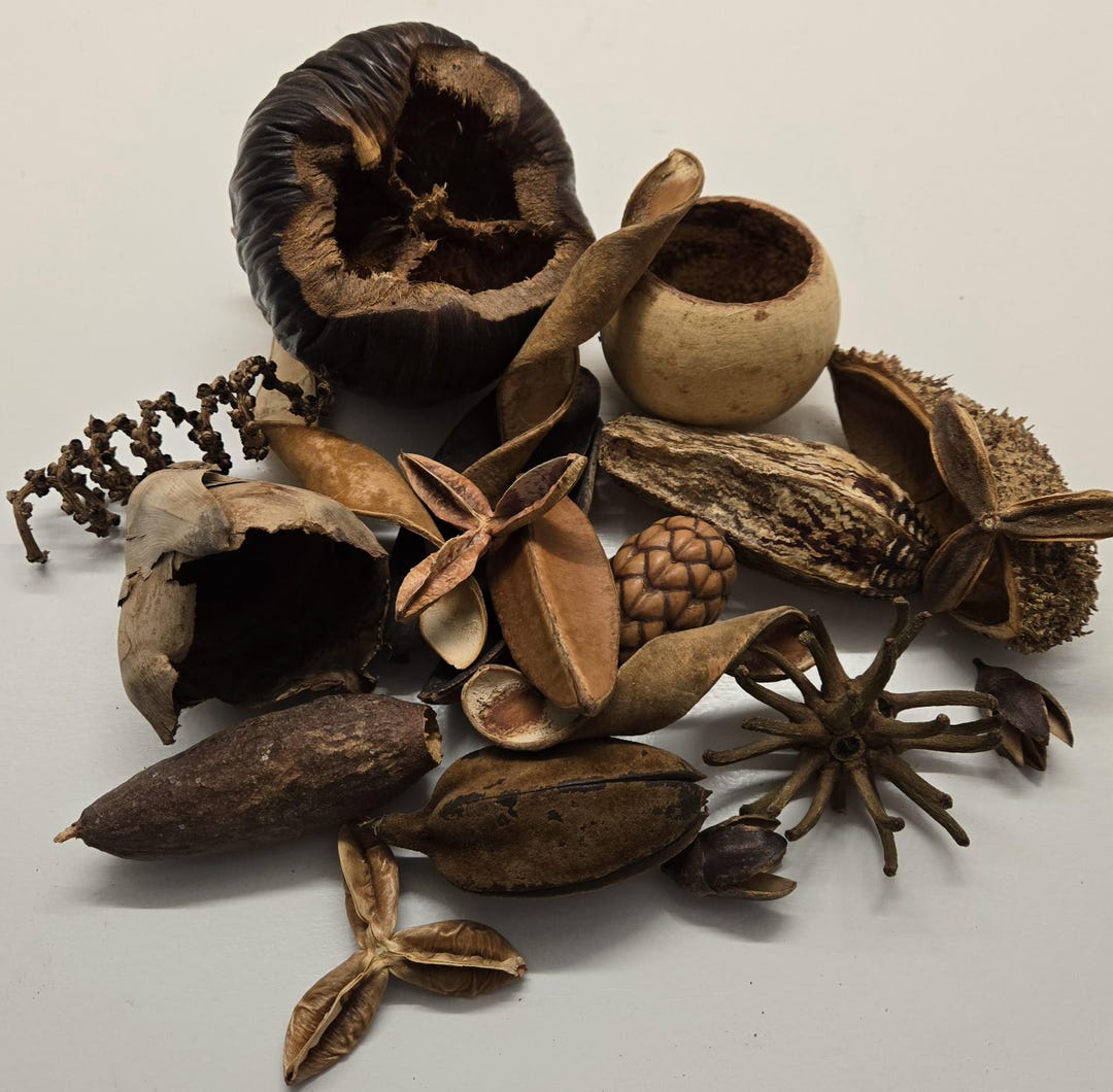 Pod-mania Botanical Seed Pod Variety Pack for Isopods, Dart Frogs ...