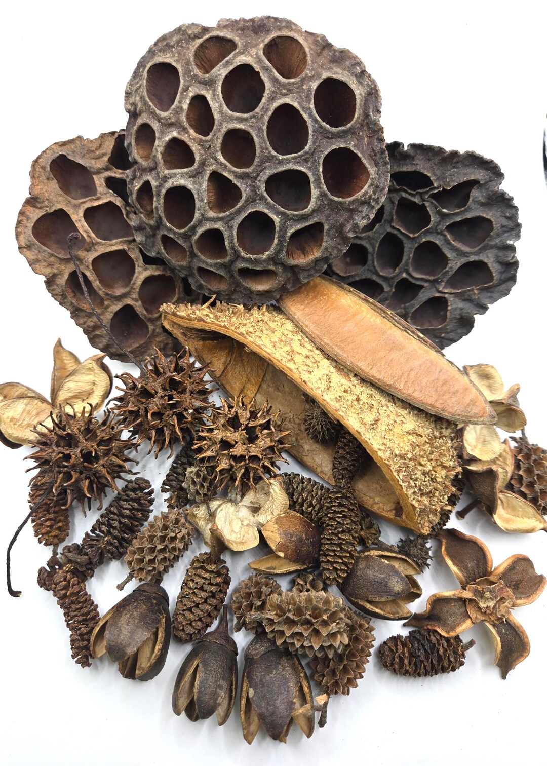 Botanical Seed Pod Variety Pack: Bioactive Terrarium & Aquarium Decor ...