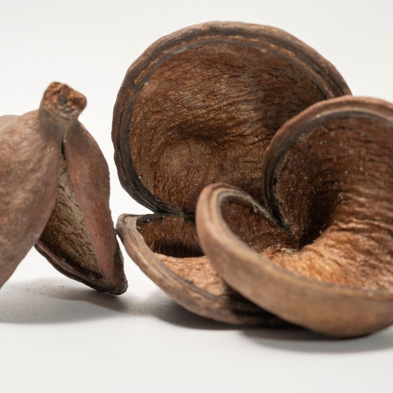 Dried Botanical Seed Pods - Etsy
