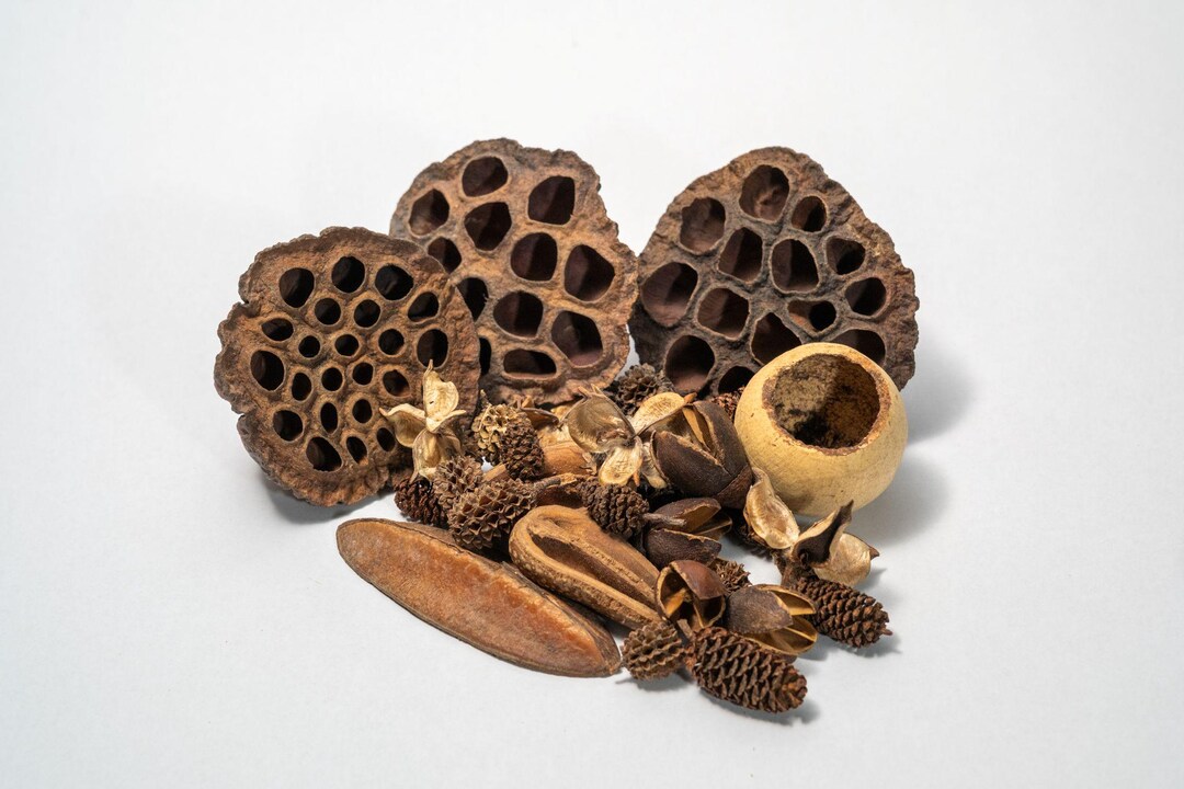 Botanical Seed Pod Variety Pack: Bioactive Terrarium & Aquarium Decor ...