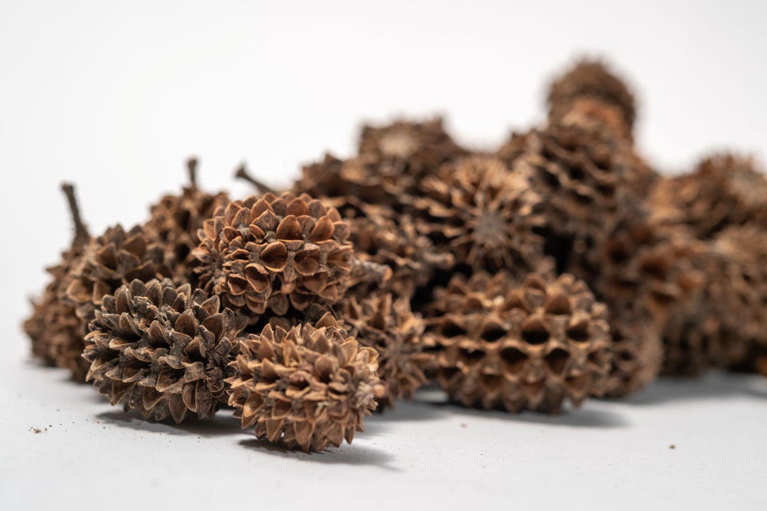 Casuarina Cones (1 Pound - Approx. 525-560 Cones): Dried Aquarium ...