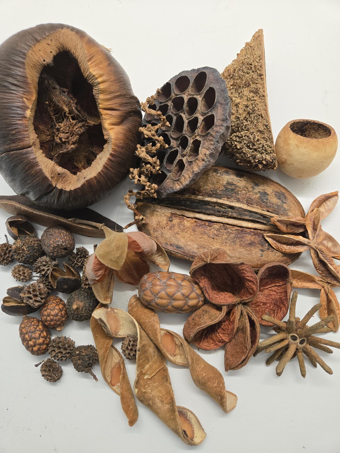 Naturepods Premium 36-piece Assorted Seed Pod Botanical Pack for ...