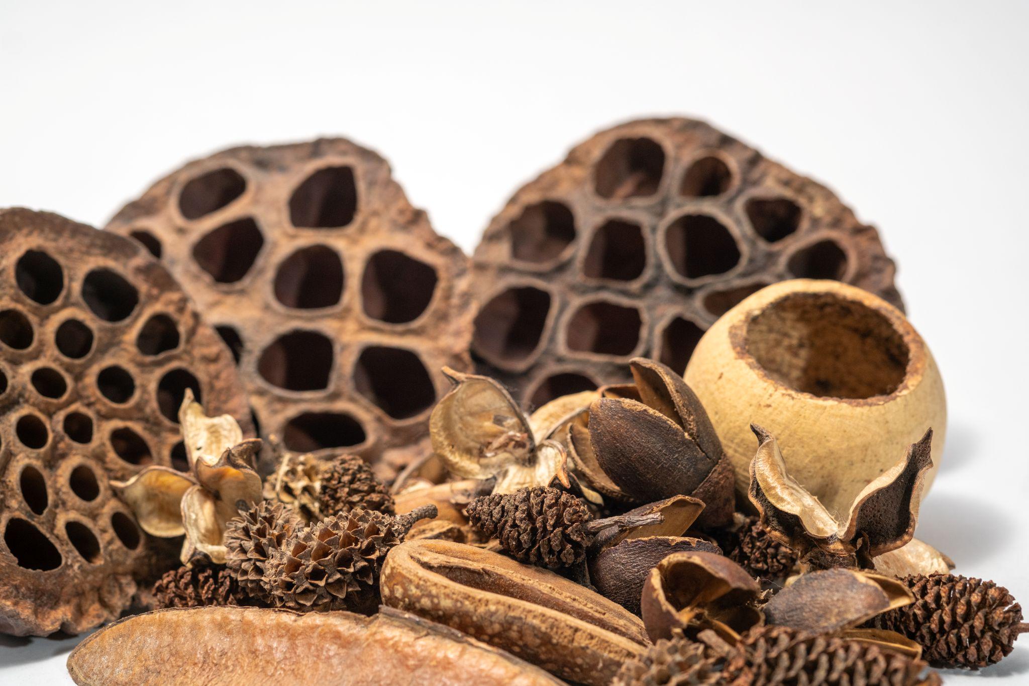 Botanical Seed Pod Variety Pack: Bioactive Terrarium & Aquarium Decor ...