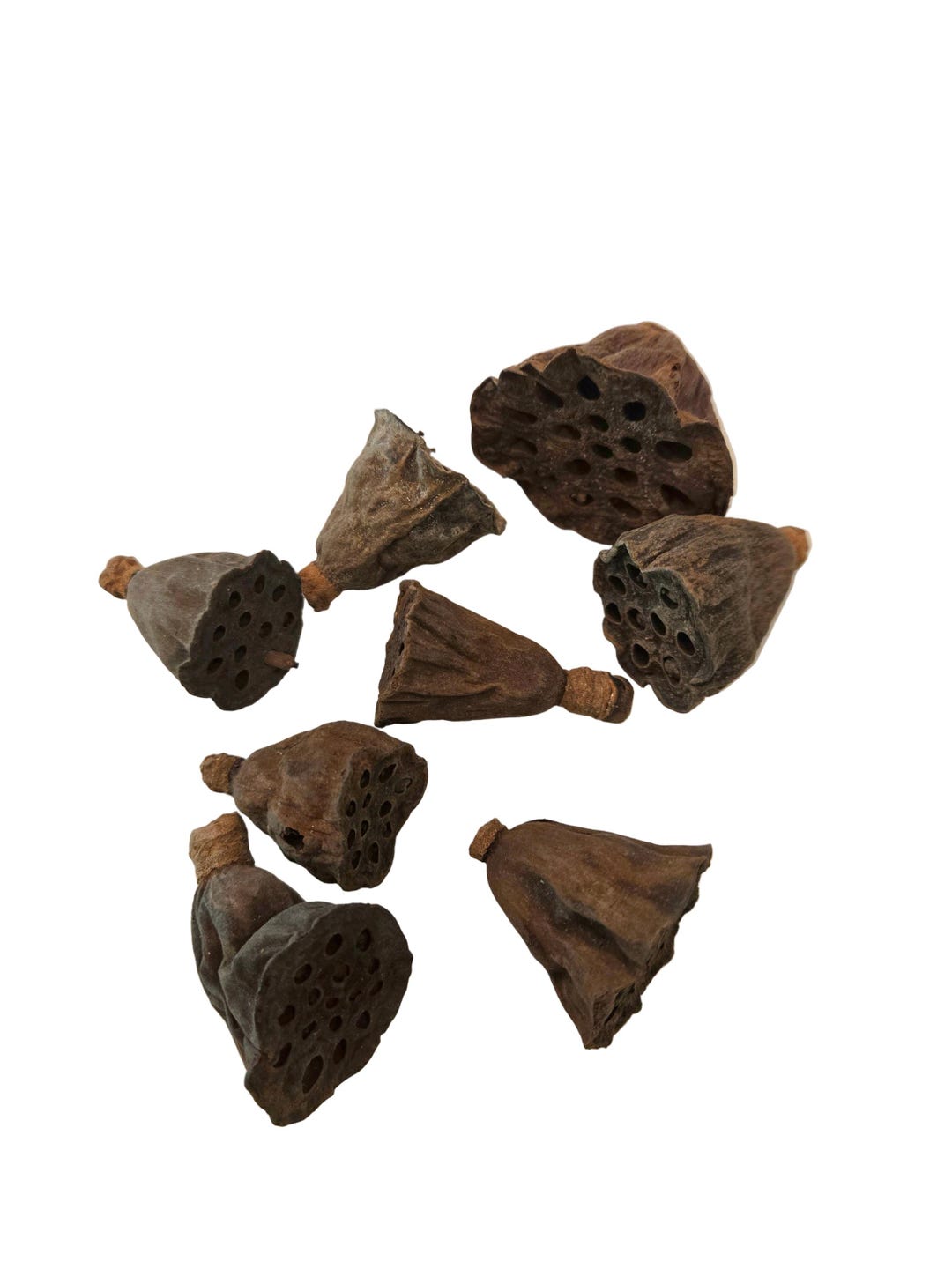 Mini/nano Lotus Seed Pod (10 Count): Natural Terrarium Decor for ...