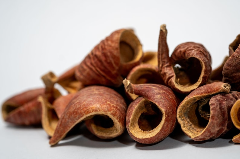 Dysoxylum Seed Pods (15 Count): Natural Aquarium & Craft Supply - Etsy
