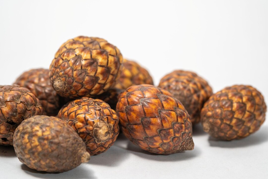Cane Fruit Rattan Pods, Natural Terrarium Decor, Bioactive, Fairy ...