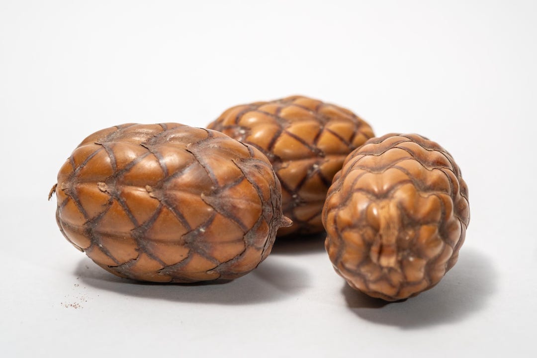 Dragon Egg Pods: Natural Dried Uxi Pods, Terrarium Supplies - 3 Pack - Etsy