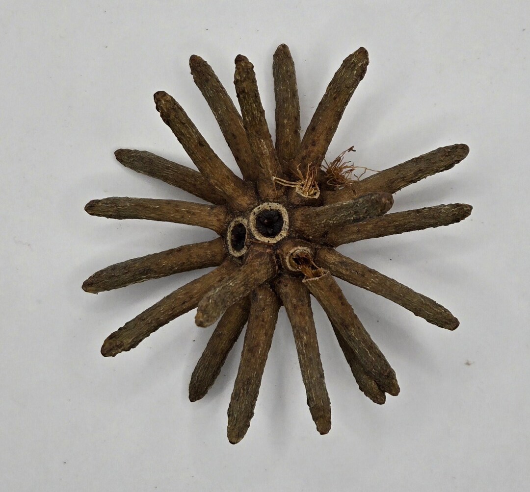 Spider Claw Seed Pod, 4 Pack - Natural Dried Pods for Home Decor, Craft ...