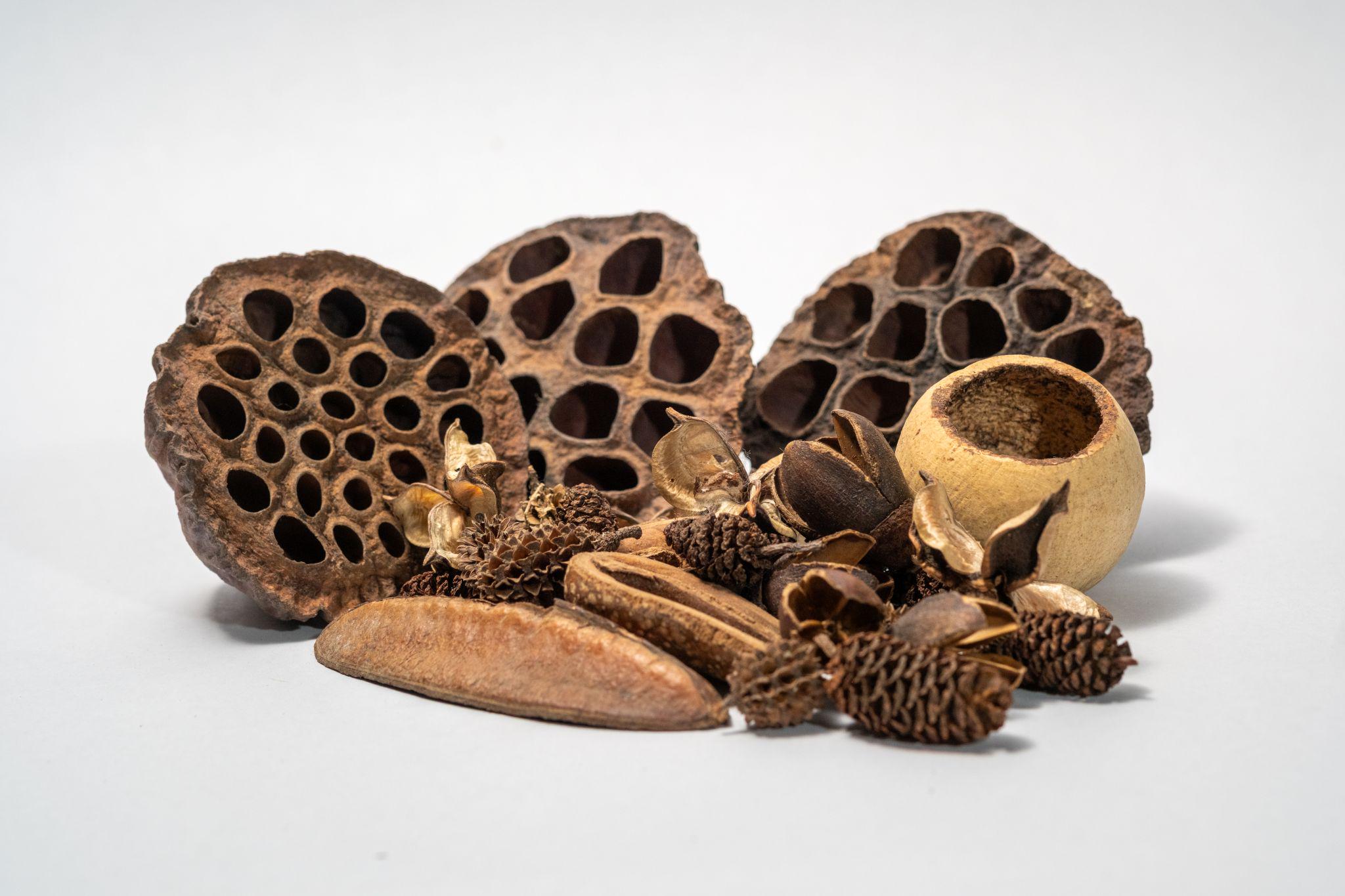 Botanical Seed Pod Variety Pack: Bioactive Terrarium & Aquarium Decor ...