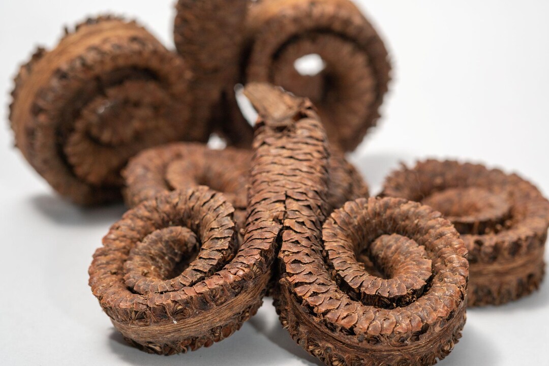 Ram's Horn Botanical Seed Pods: Natural Decor for Bioactive Terrariums ...