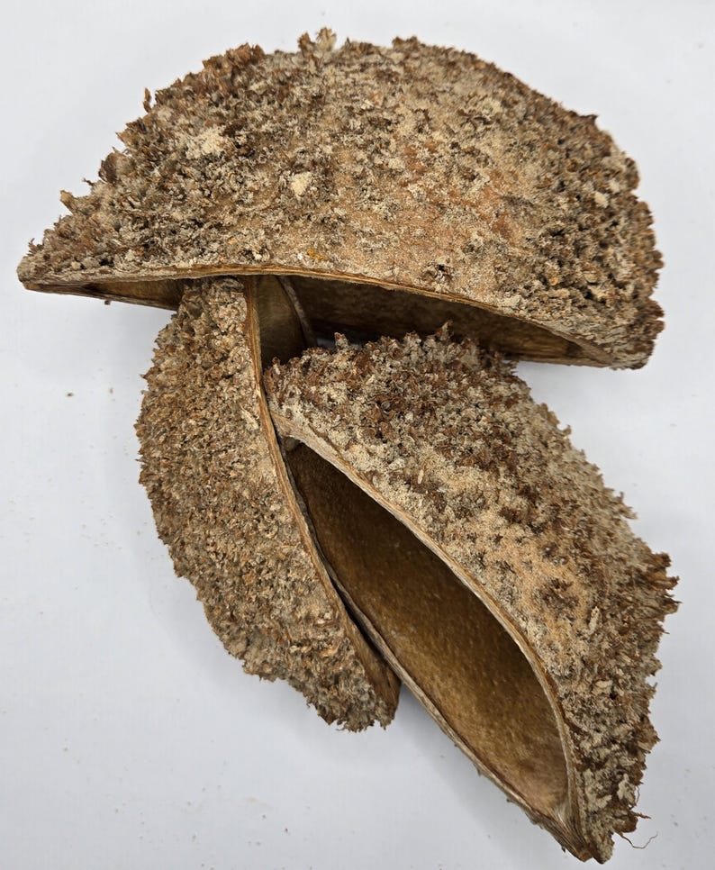 Urchin Seed Pod: Natural Terrarium Decor for Isopods & Small Reptiles ...