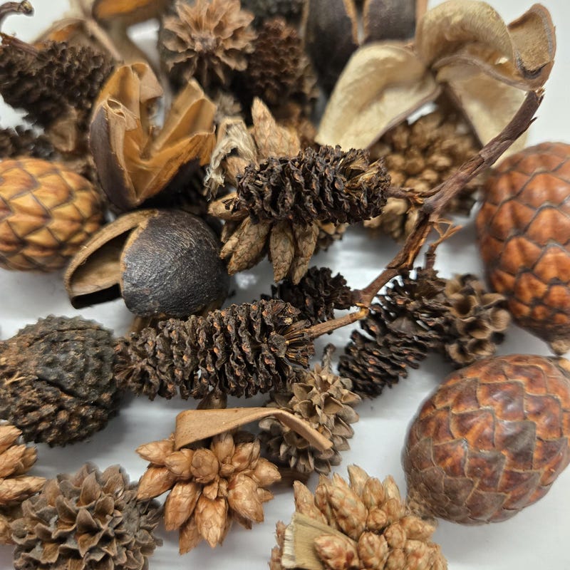Dried Seed Pods - Etsy
