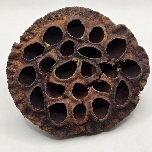 Large Pods Decor - Etsy