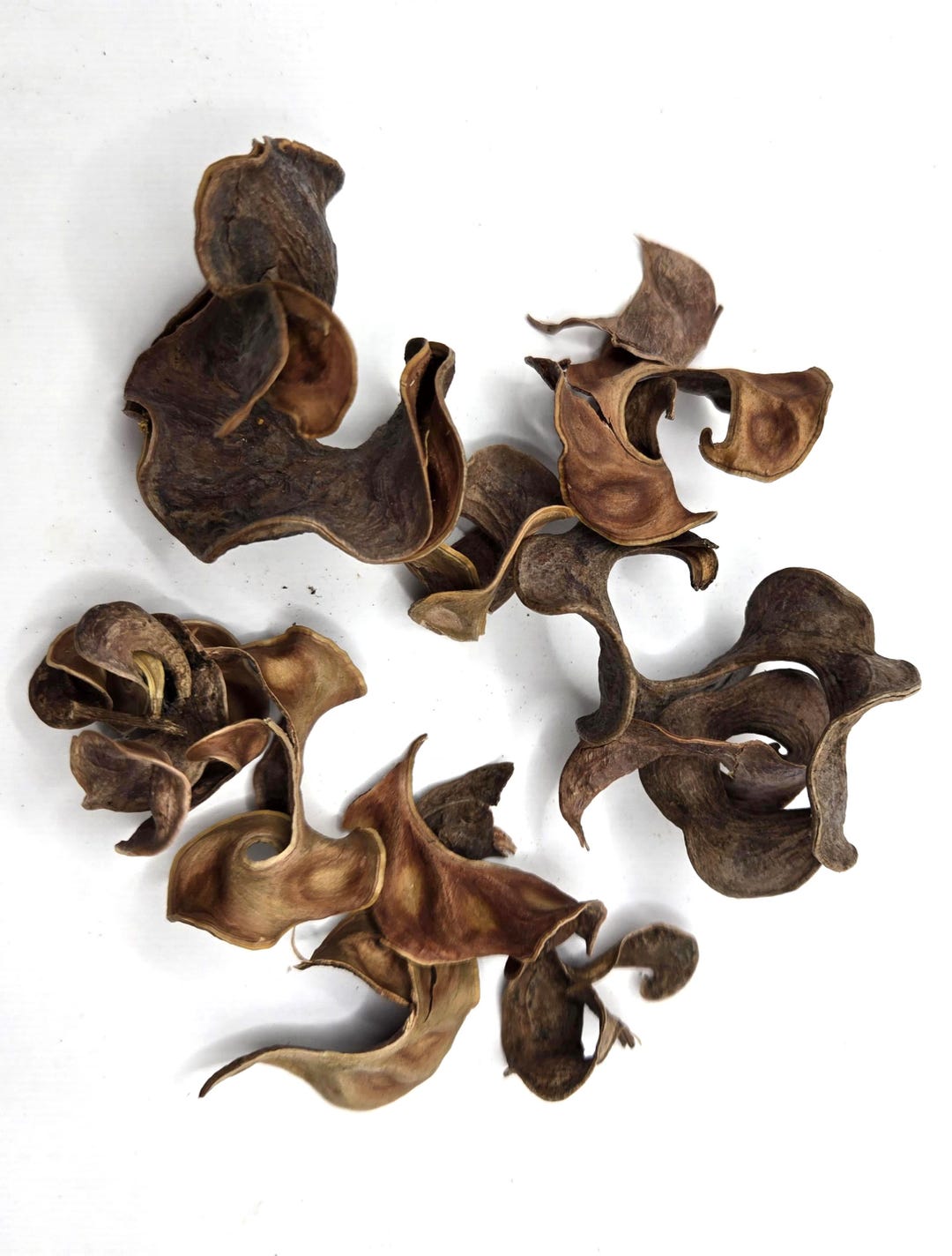 Dried Curly Seed Pods: Natural Rustic Vase Filler, Craft Supply - Etsy