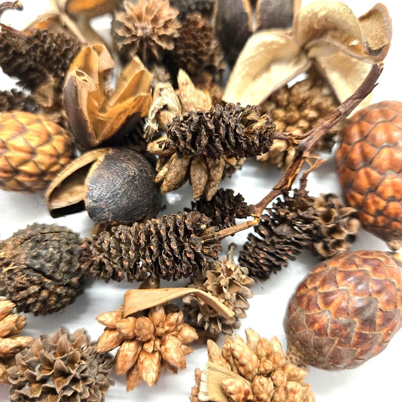 Dried Seed Pods - Etsy