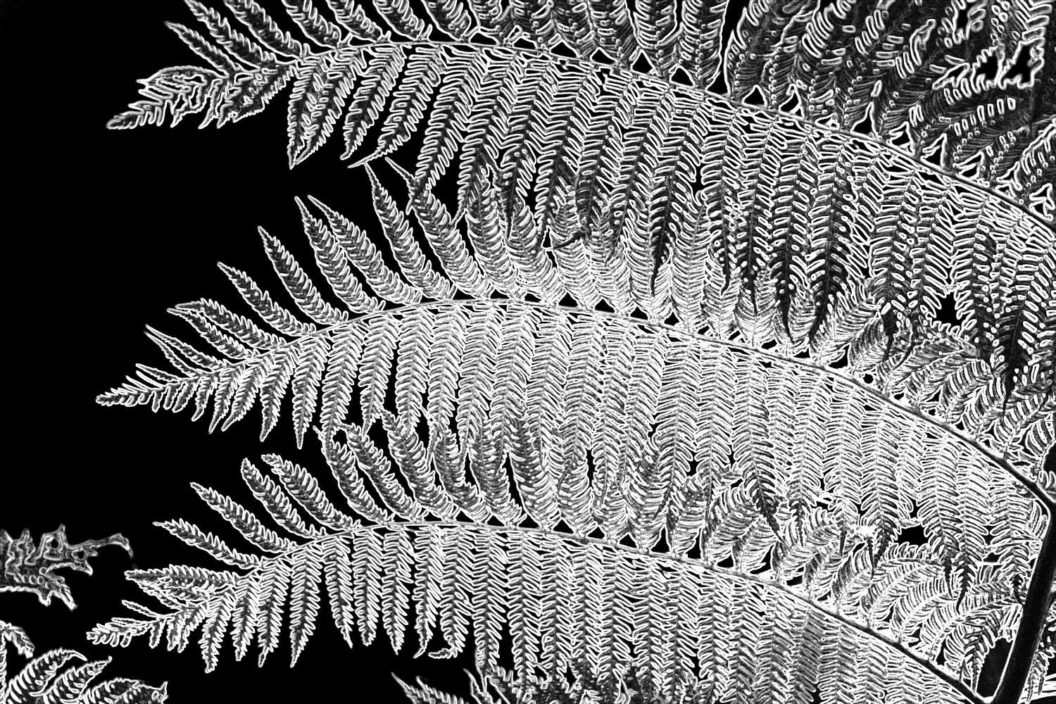 Silver Fern - Limited Edition - Black and White - Etsy