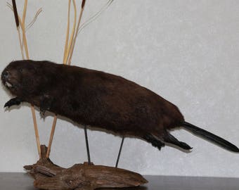 Taxidermy animals | Etsy