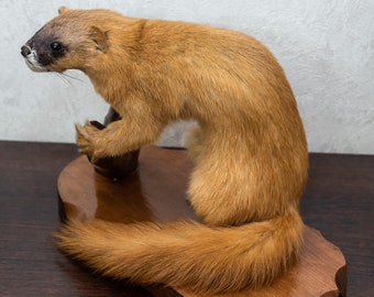 Stuffed weasel | Etsy