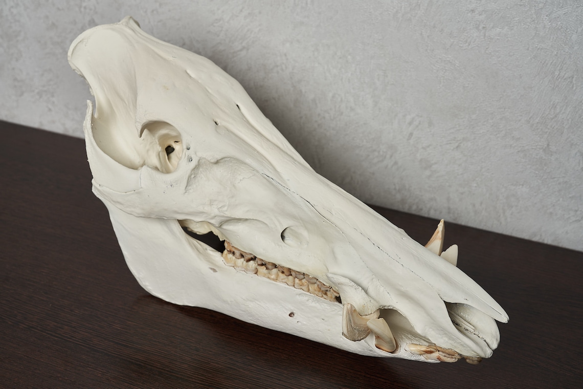 Russian Wild Boar Taxidermy Skull Wild Hog Cleaned Skull | Etsy