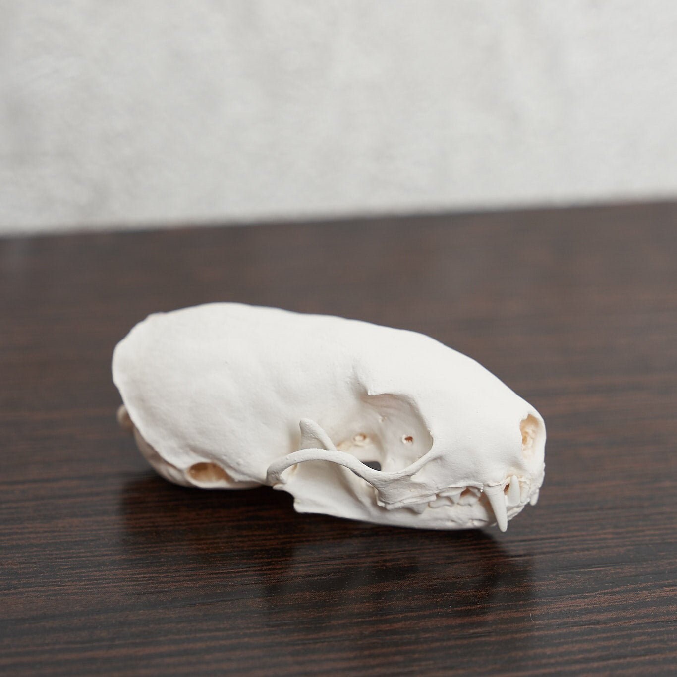 White Ermine Weasel Taxidermy Skull Jaws Skeleton Stoat Cleaned Skull ...